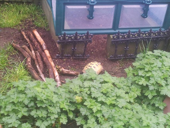 TPG Photo Gallery - Tortoise Protection Group