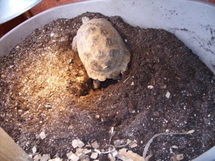 TPG Photo Gallery - Tortoise Protection Group