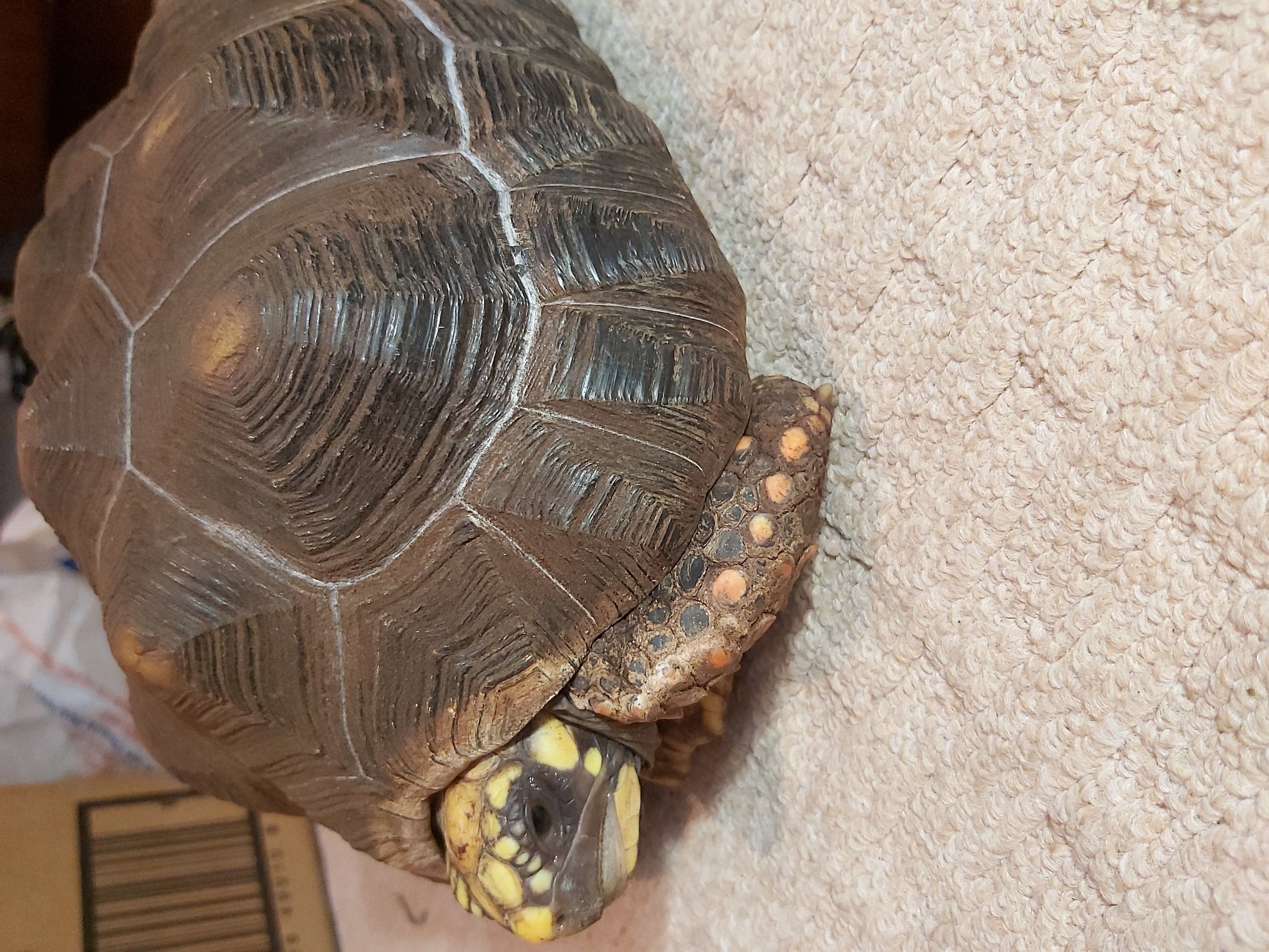 Tortoises Available For Rehoming - Tortoise Protection Group
