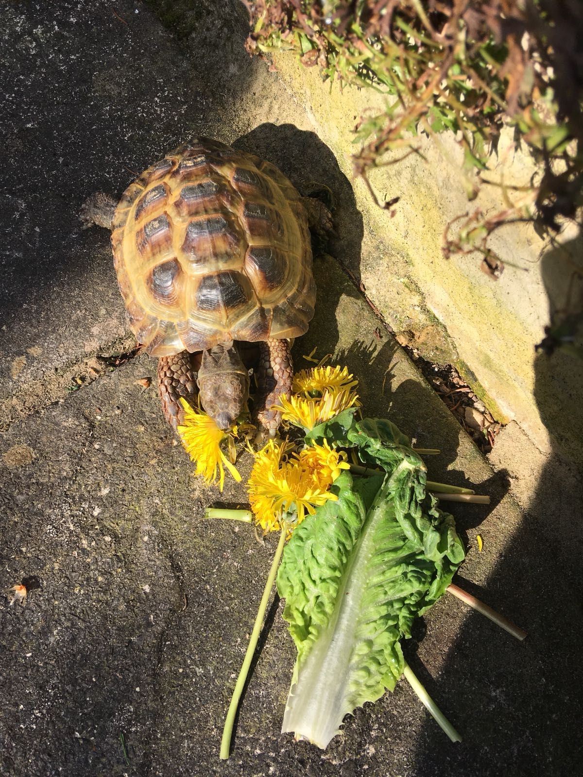 Tortoises Available For Rehoming - Tortoise Protection Group
