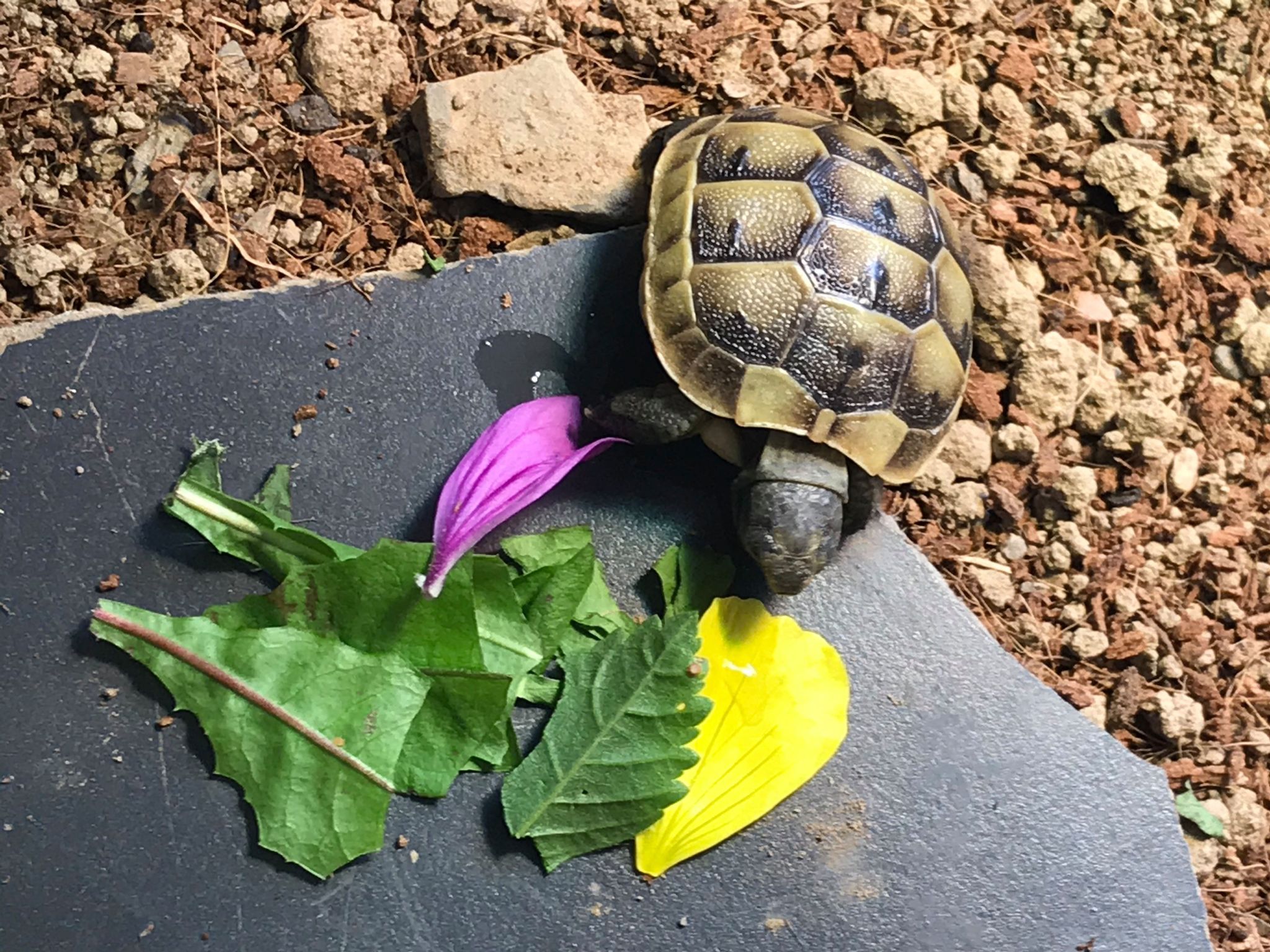 Genuine UK Captive Bred Tortoises for Sale - Tortoise Protection Group