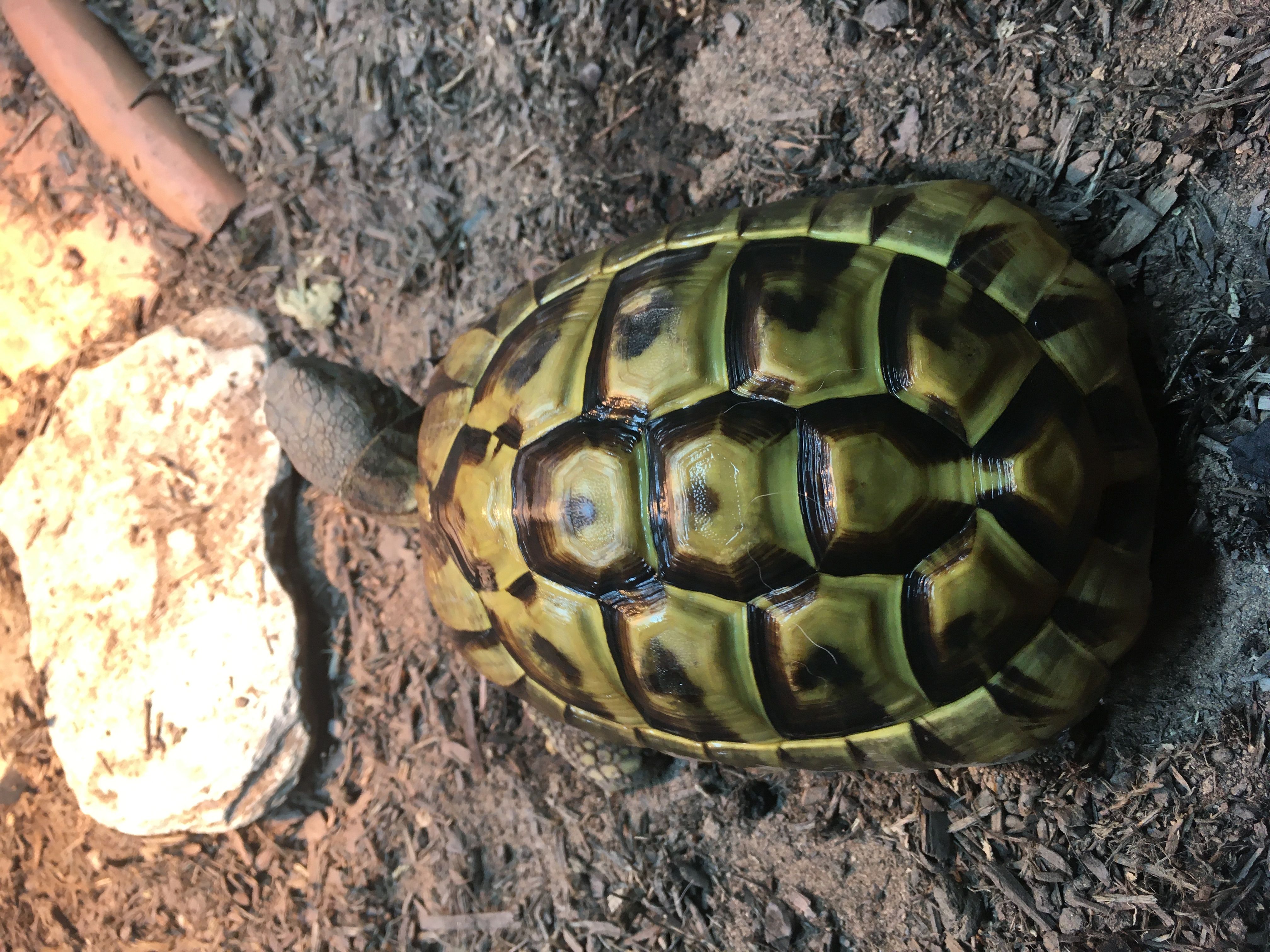 Tortoises Available For Rehoming - Tortoise Protection Group