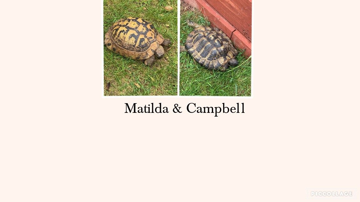 Tortoises Available For Rehoming - Tortoise Protection Group