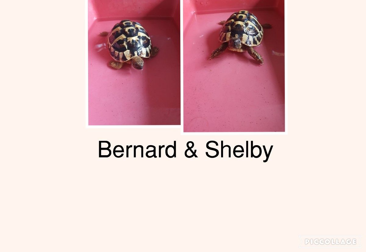 Tortoises Available For Rehoming - Tortoise Protection Group