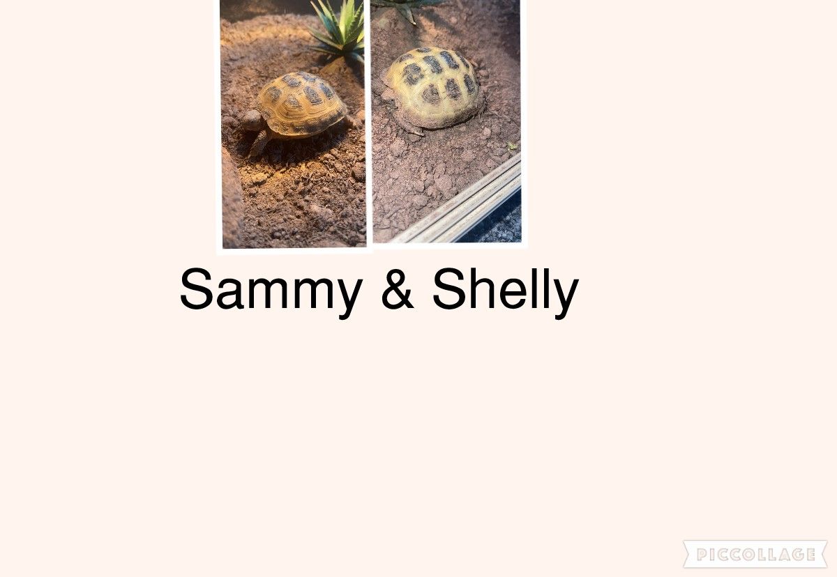 Tortoises Available For Rehoming - Tortoise Protection Group