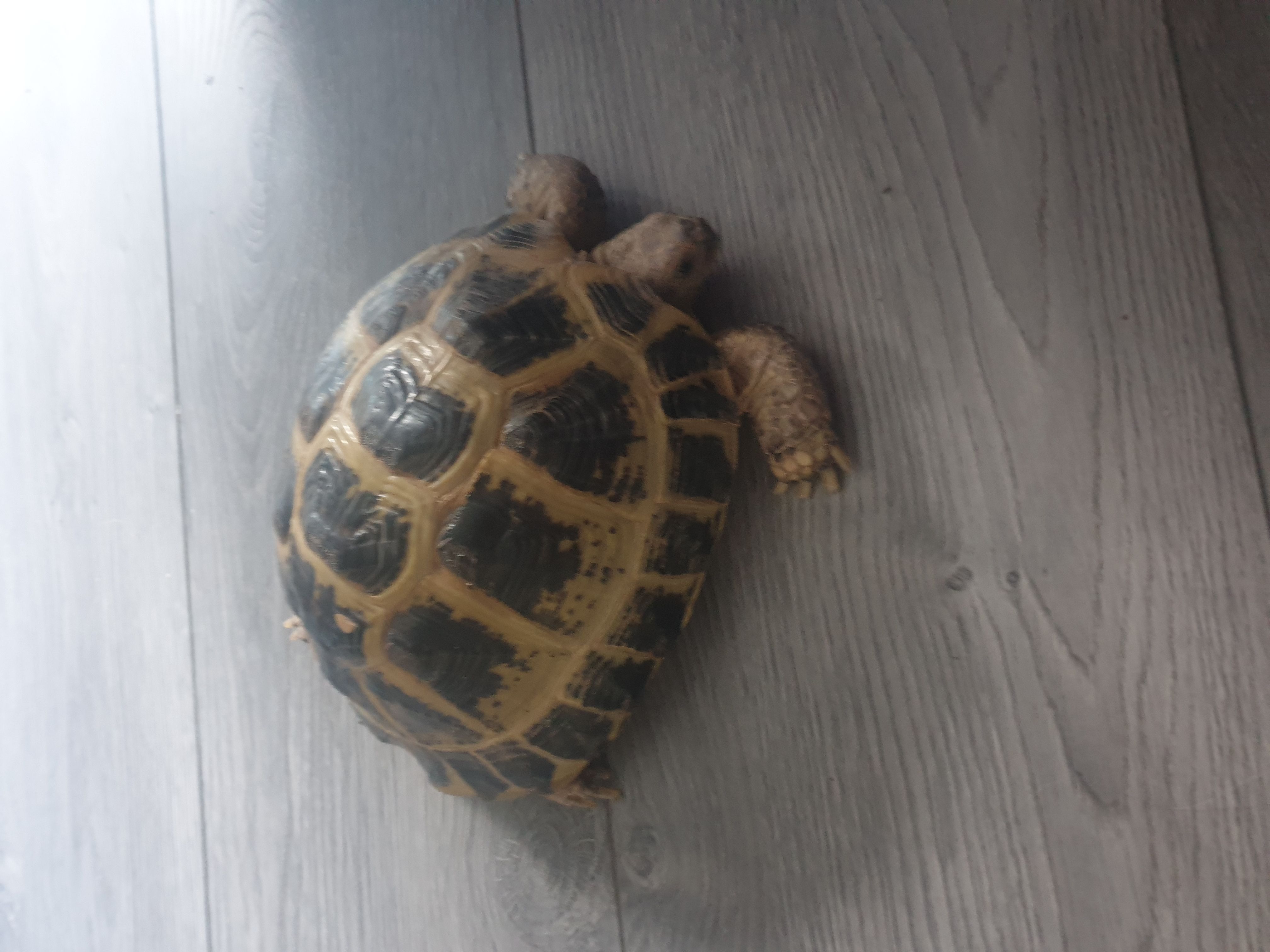 Tortoises Available For Rehoming - Tortoise Protection Group