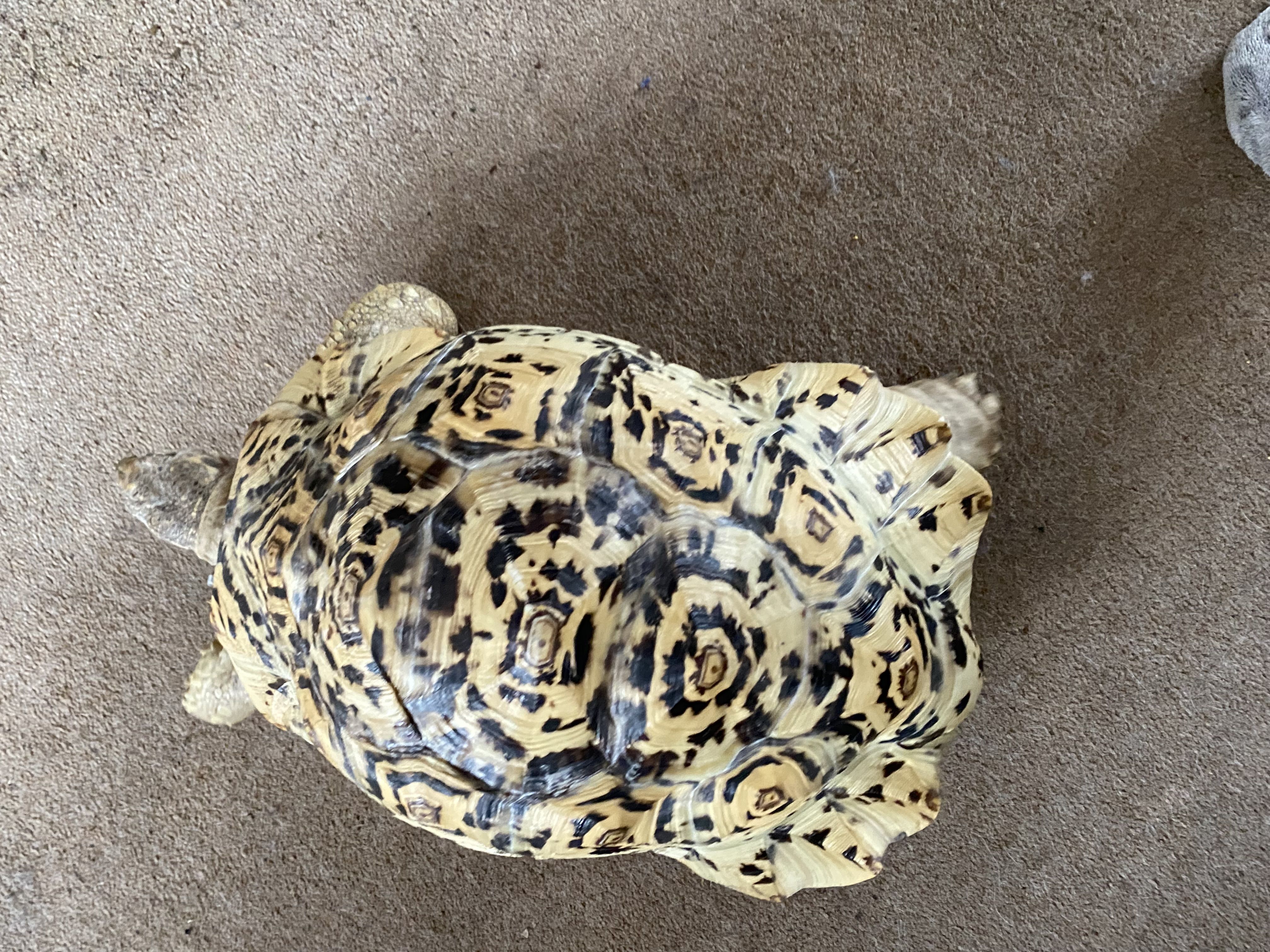 Tortoises Available For Rehoming - Tortoise Protection Group