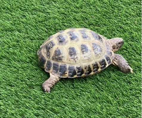 Tortoises Available For Rehoming - Tortoise Protection Group