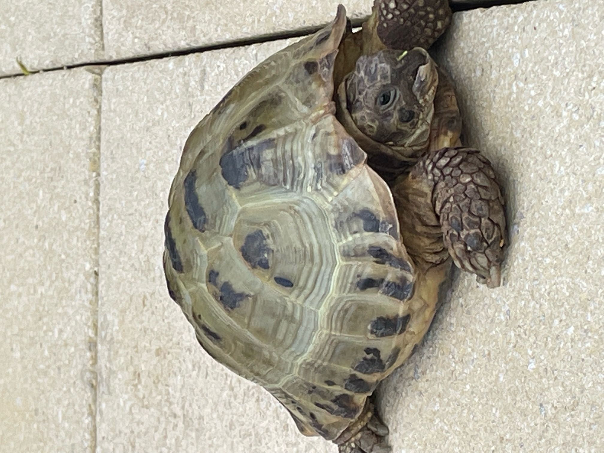 Tortoises Available For Rehoming - Tortoise Protection Group