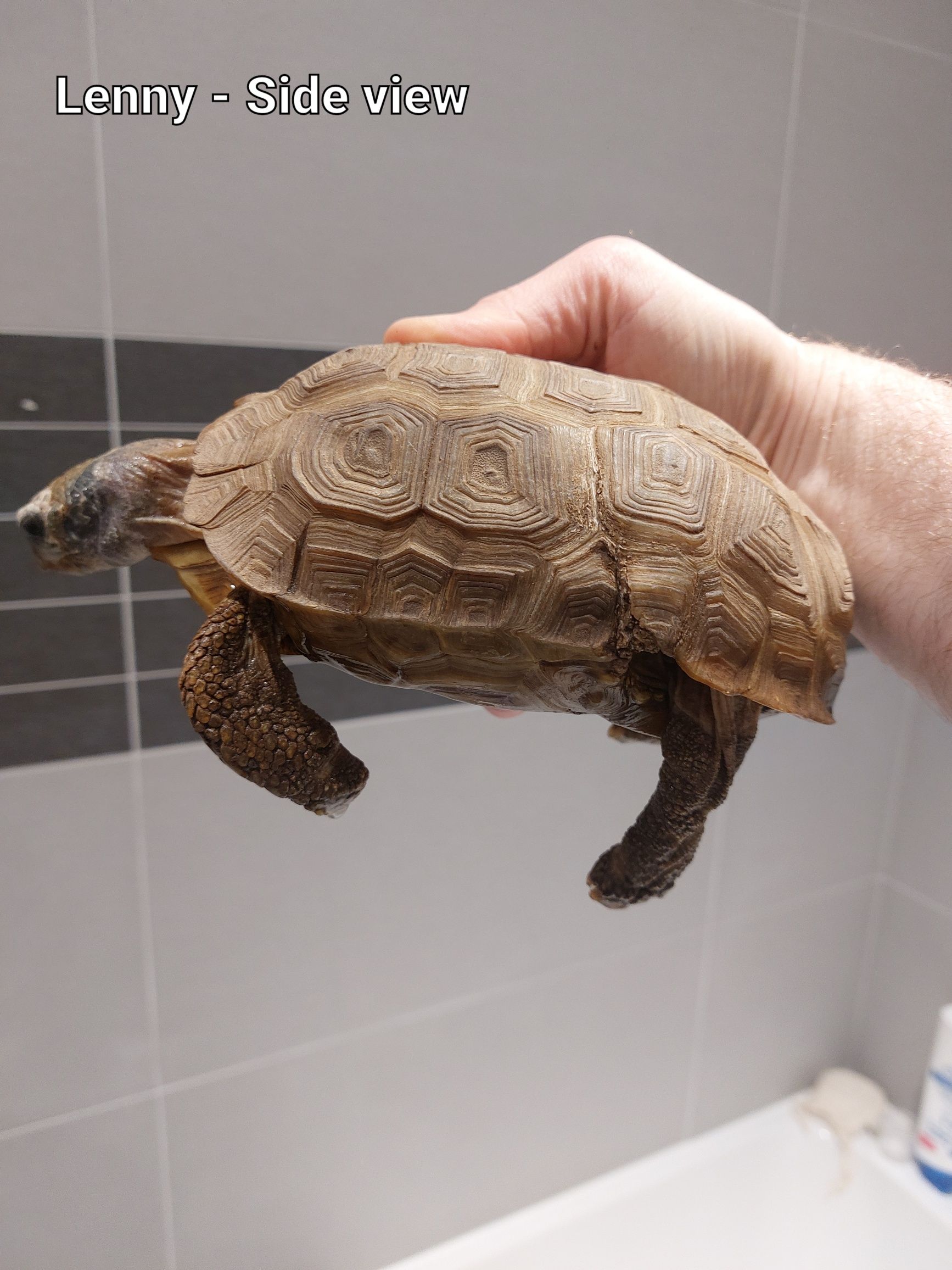 Tortoises Available For Rehoming - Tortoise Protection Group