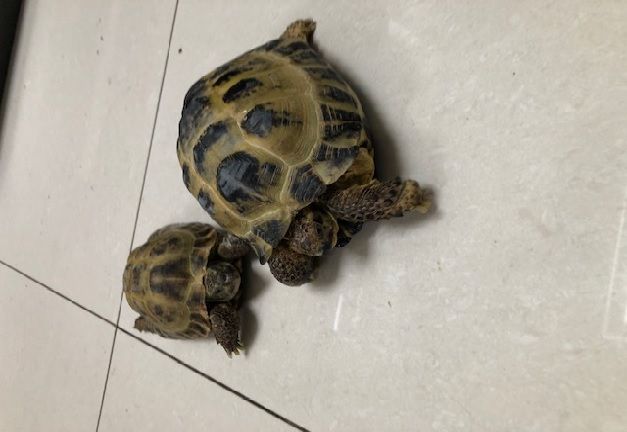 Tortoises Available For Rehoming - Tortoise Protection Group