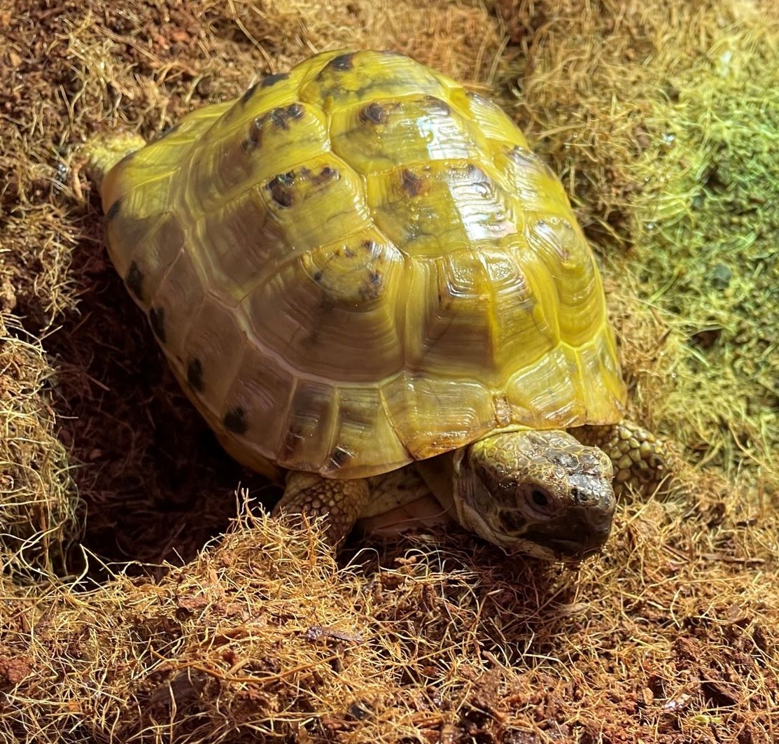 Tortoises Available For Rehoming - Tortoise Protection Group