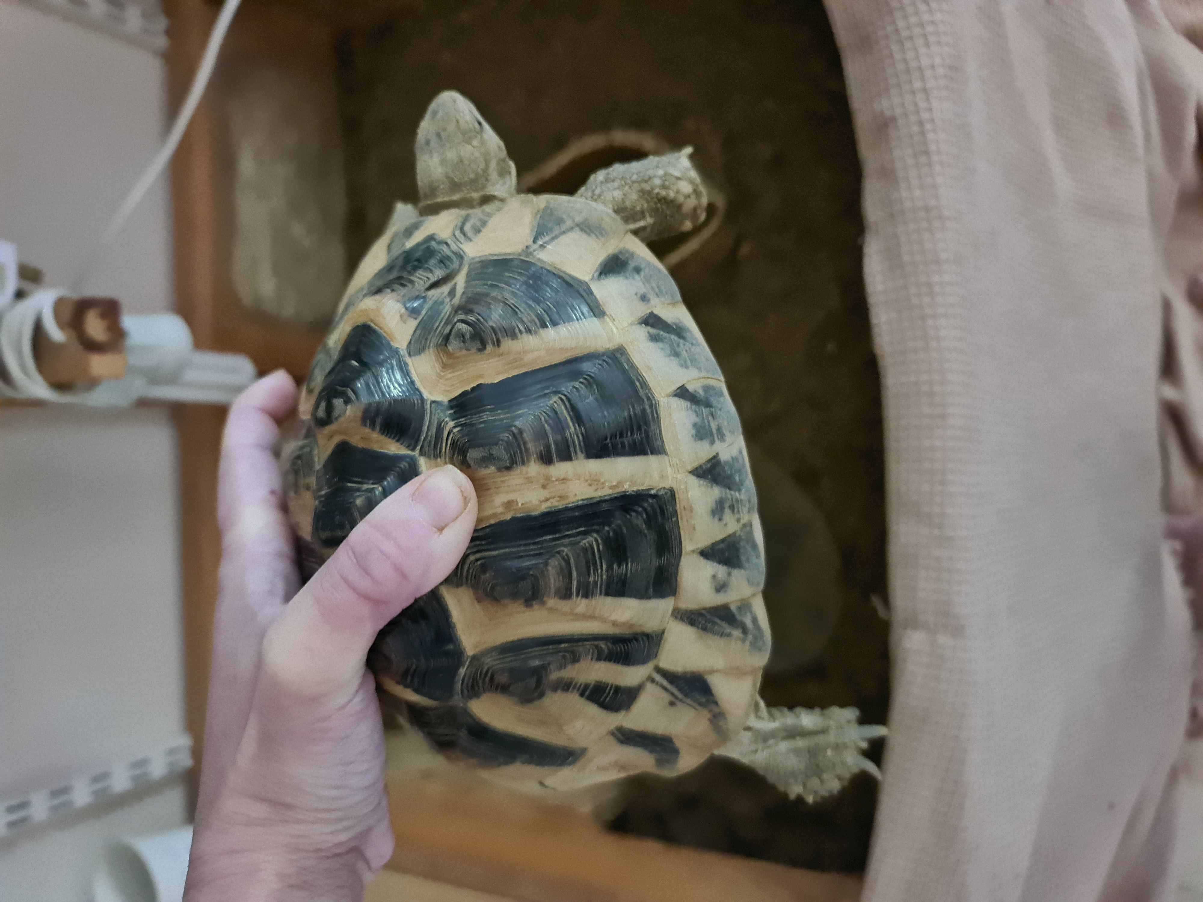 Tortoises Available For Rehoming - Tortoise Protection Group