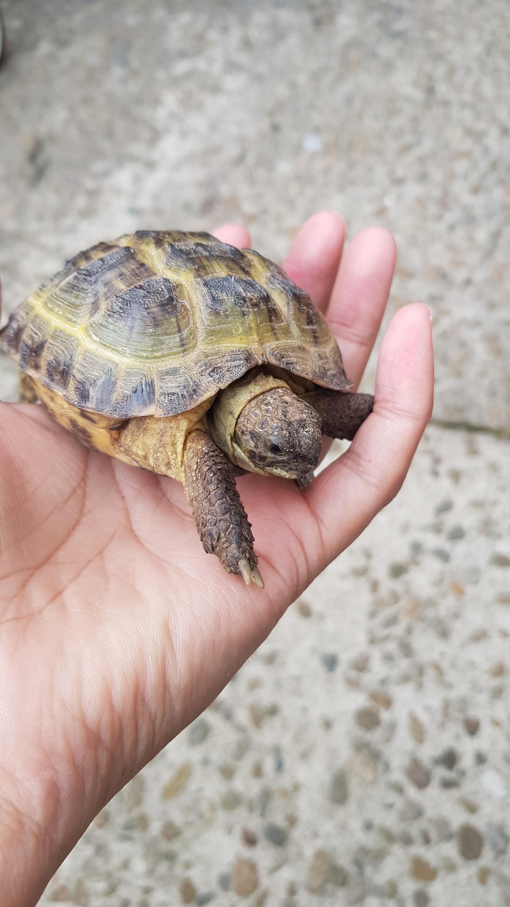 Tortoises Available For Rehoming - Tortoise Protection Group