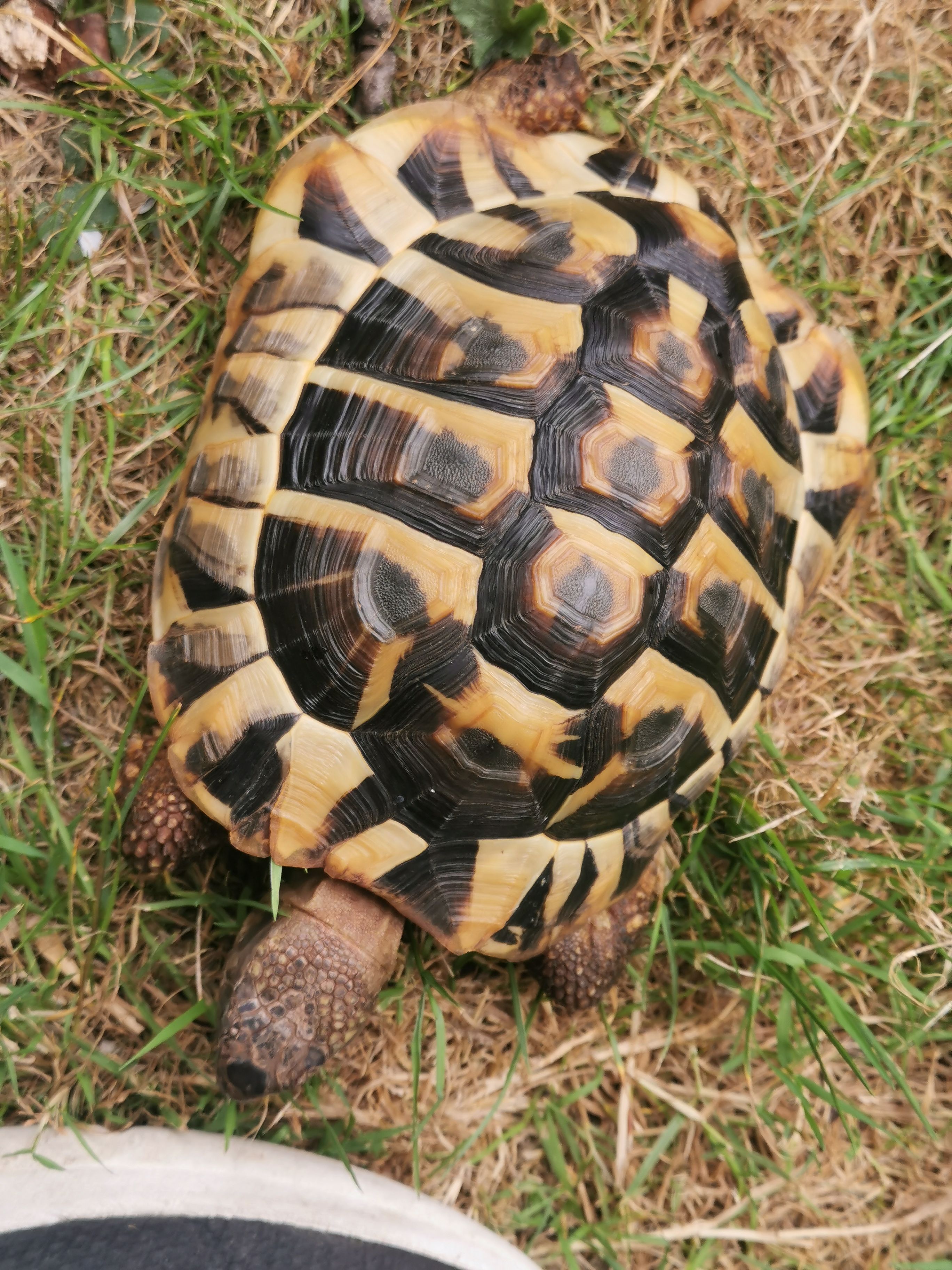Tortoises Available For Rehoming - Tortoise Protection Group