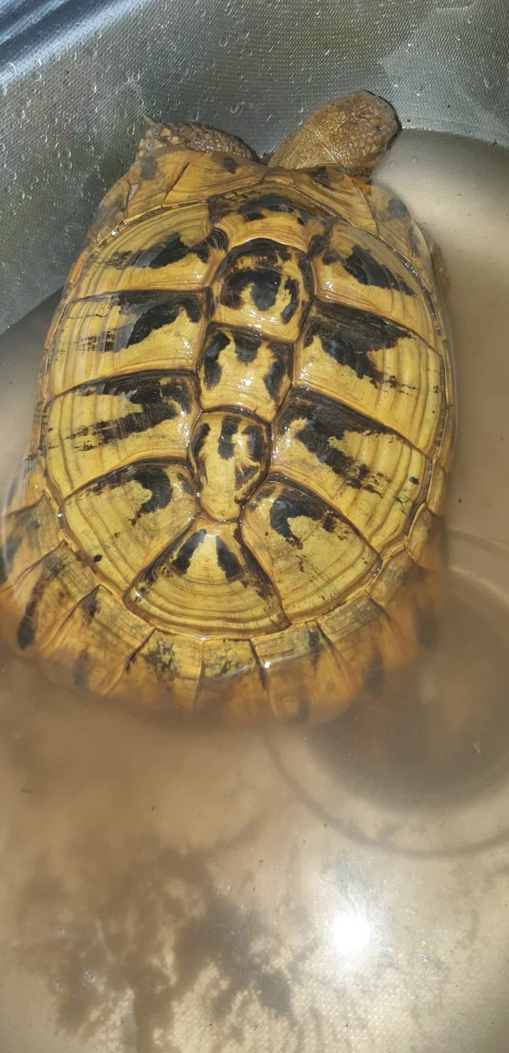 Tortoises Available For Rehoming - Tortoise Protection Group