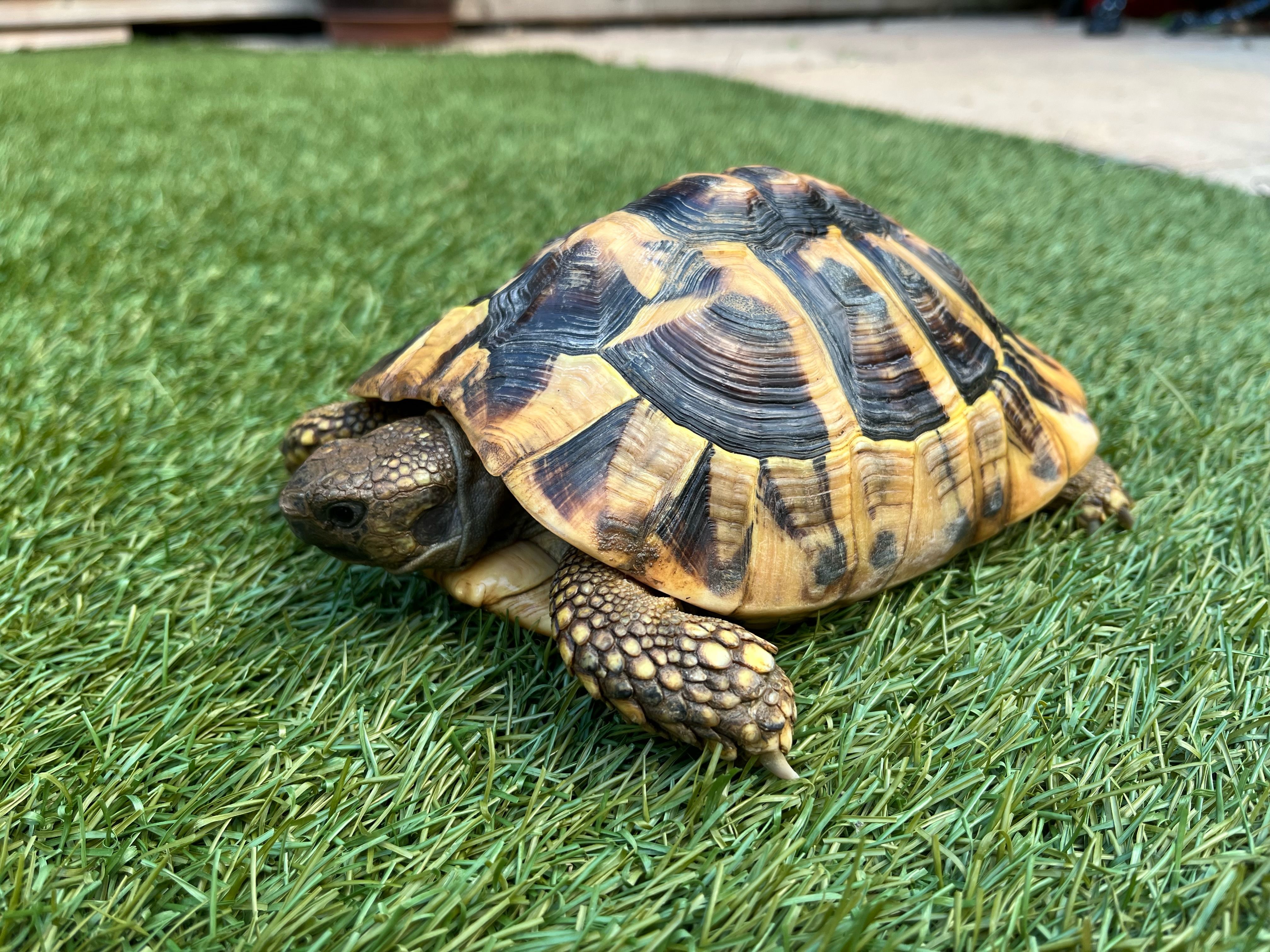 Tortoises Available For Rehoming - Tortoise Protection Group
