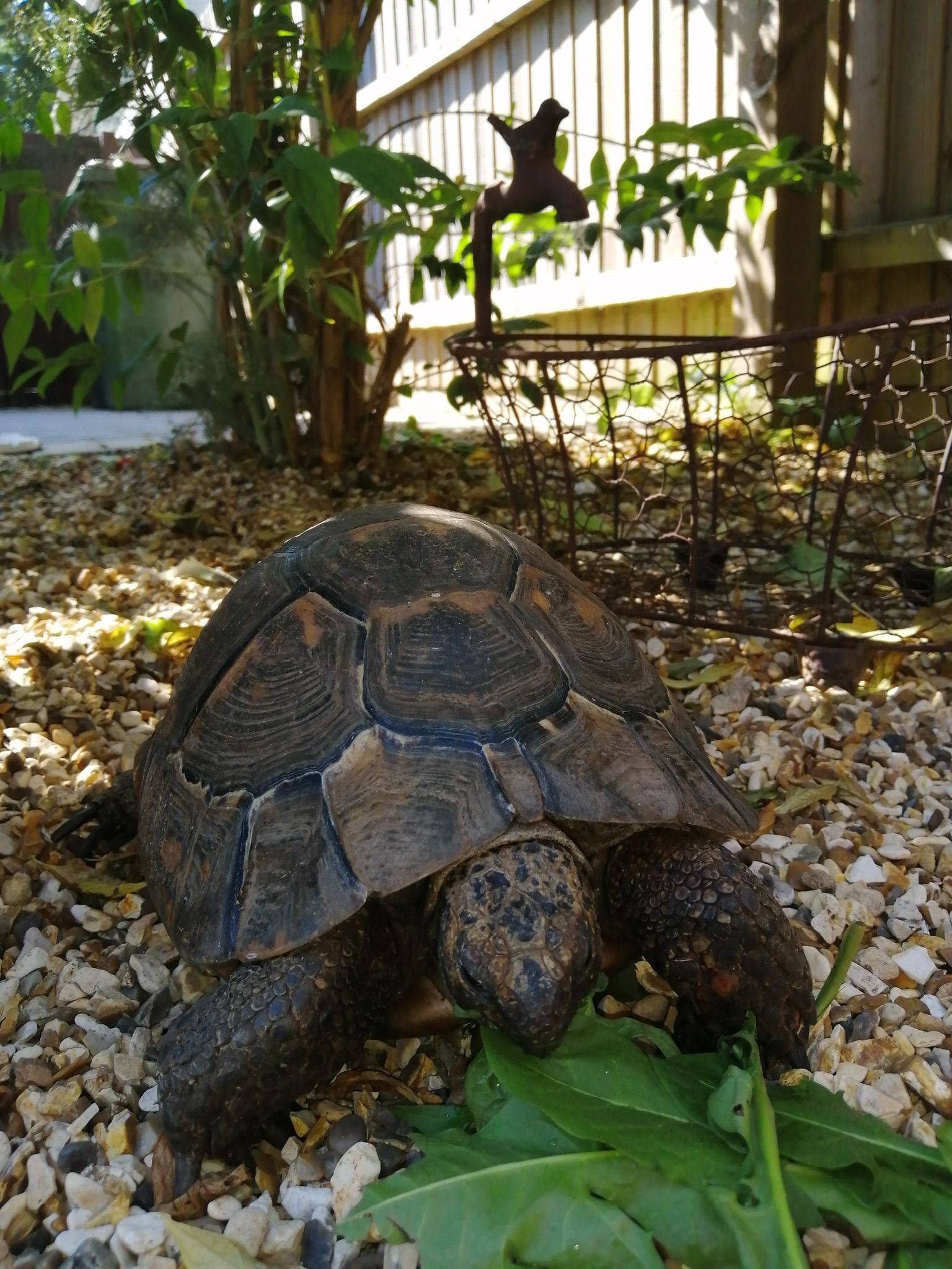Tortoises Available For Rehoming - Tortoise Protection Group