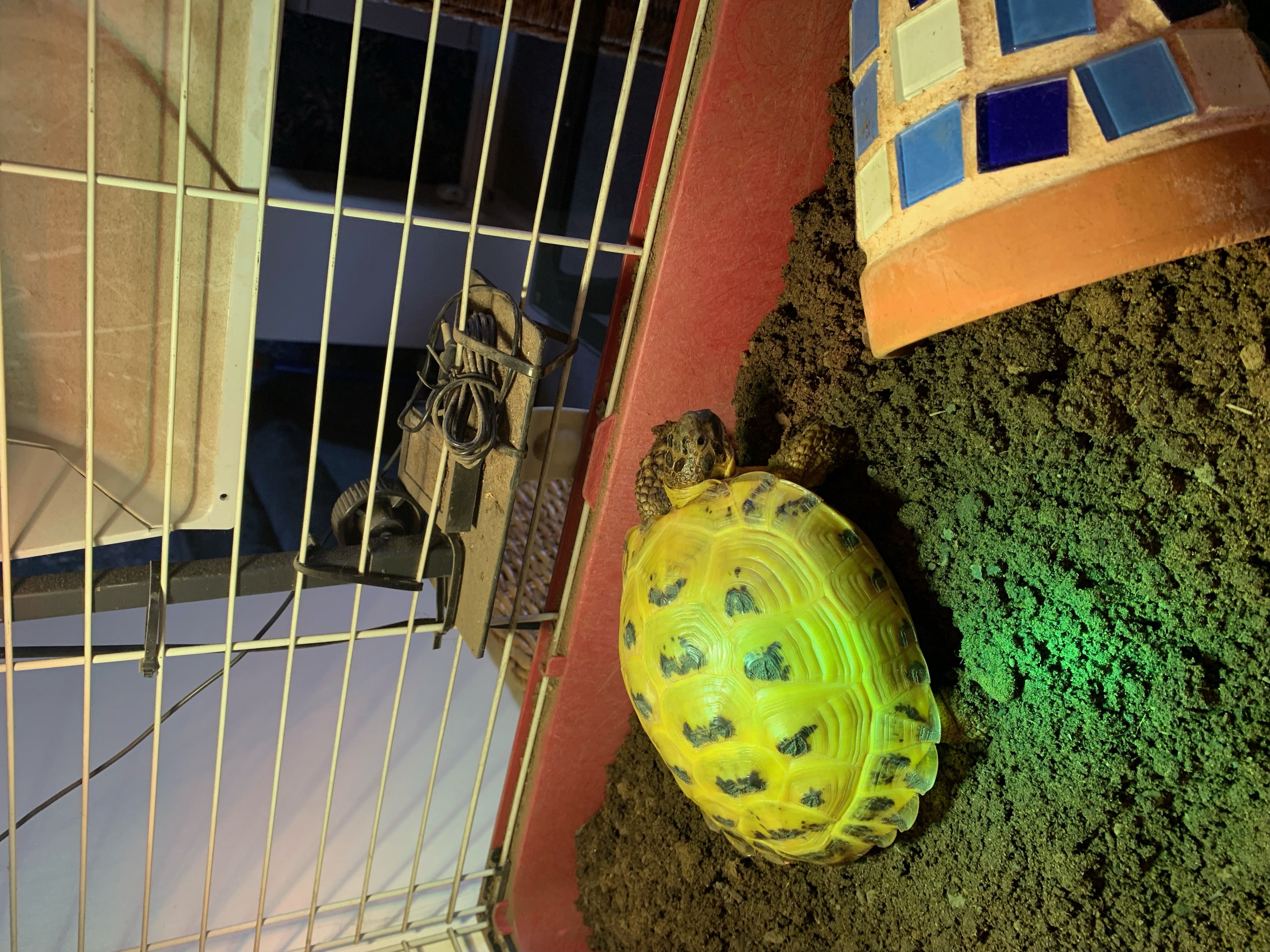 Tortoises Available For Rehoming - Tortoise Protection Group