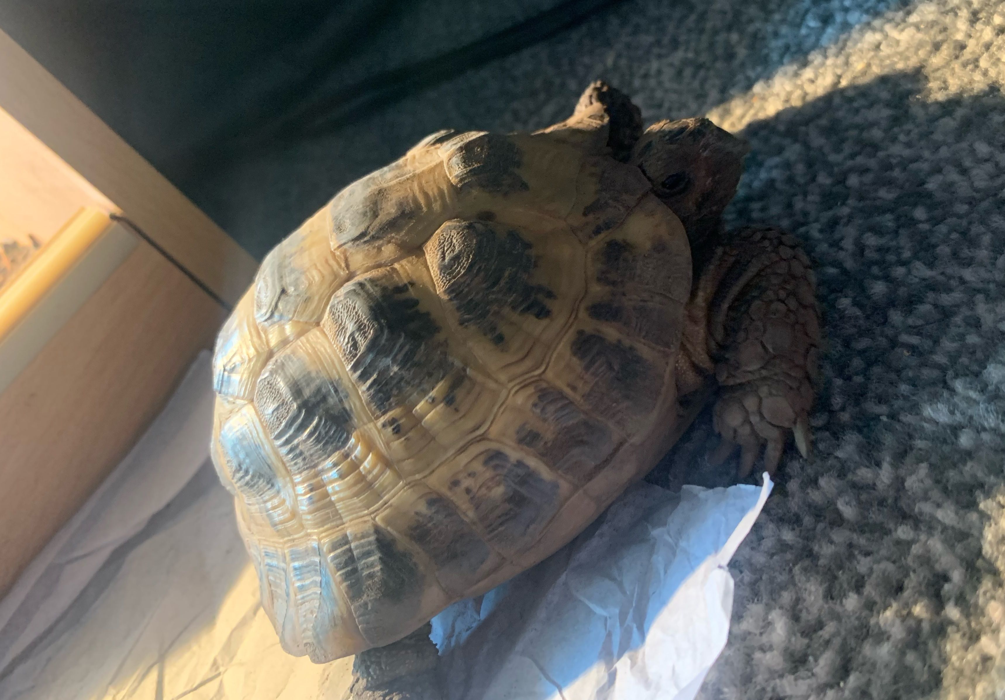 Tortoises Available For Rehoming - Tortoise Protection Group