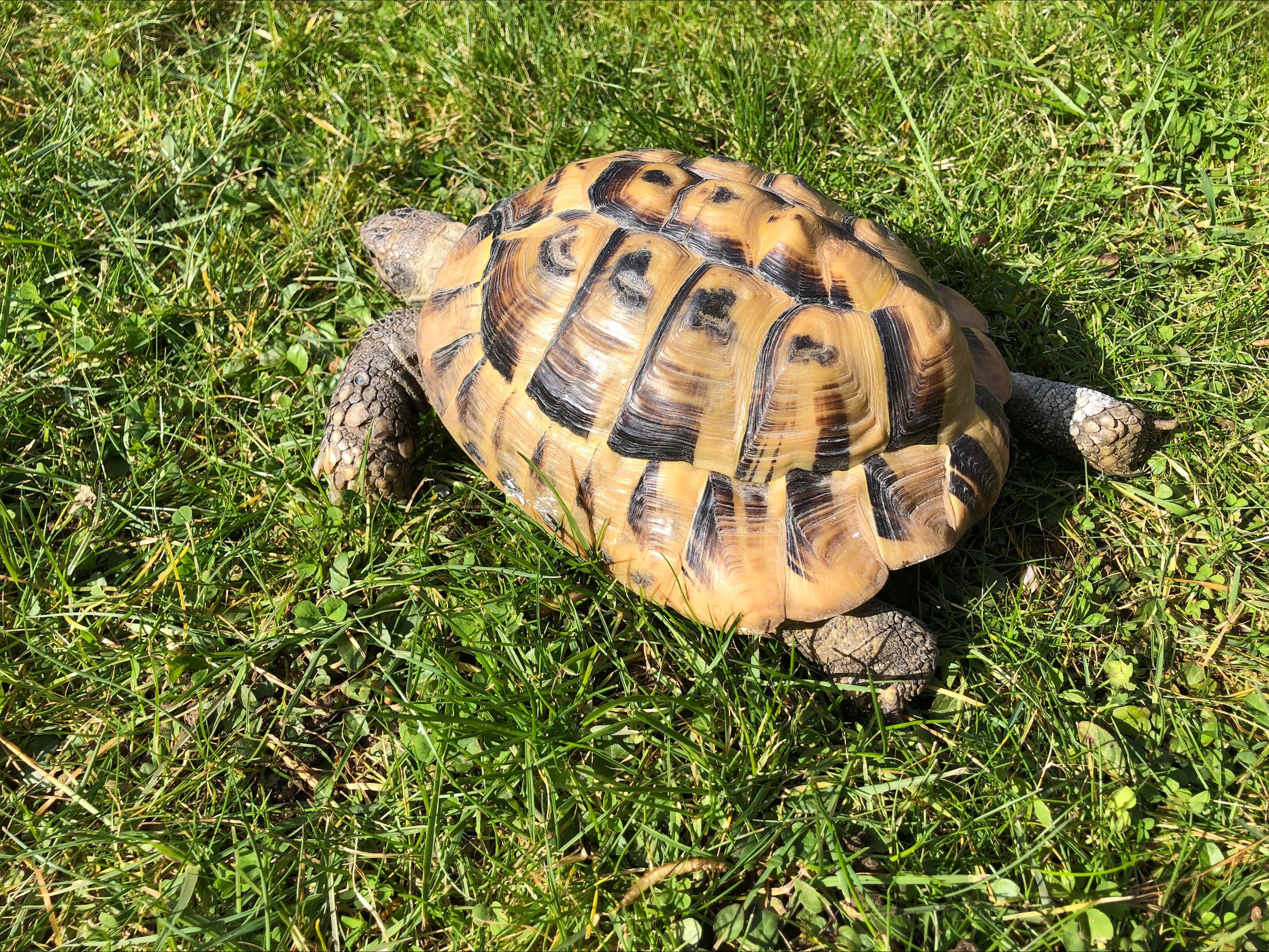 Tortoises Available For Rehoming - Tortoise Protection Group