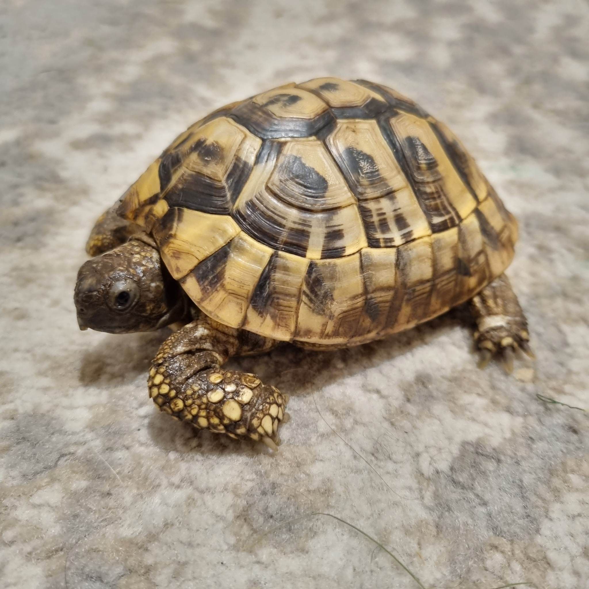 Tortoises Available For Rehoming - Tortoise Protection Group