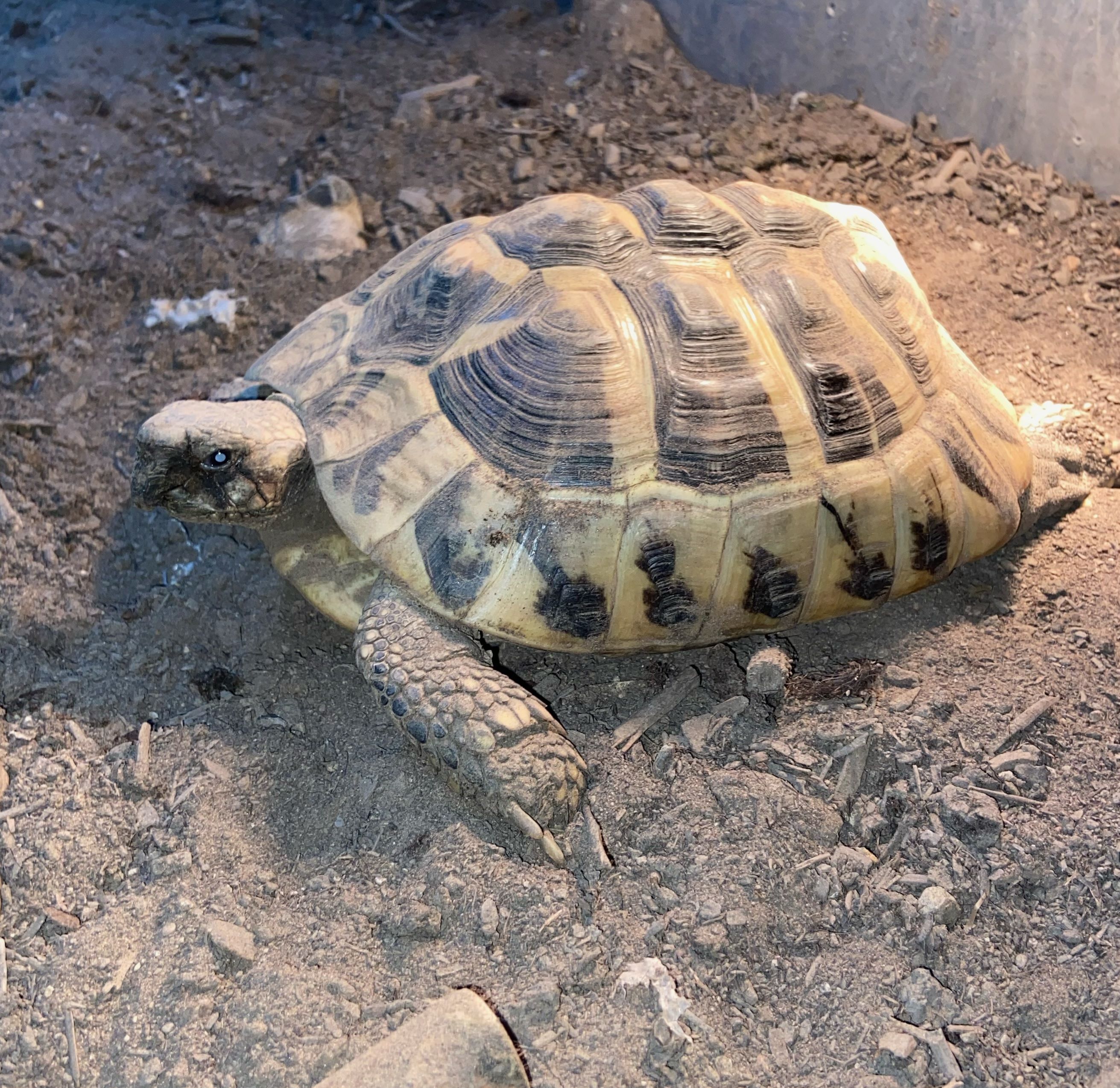 Tortoises Available For Rehoming - Tortoise Protection Group