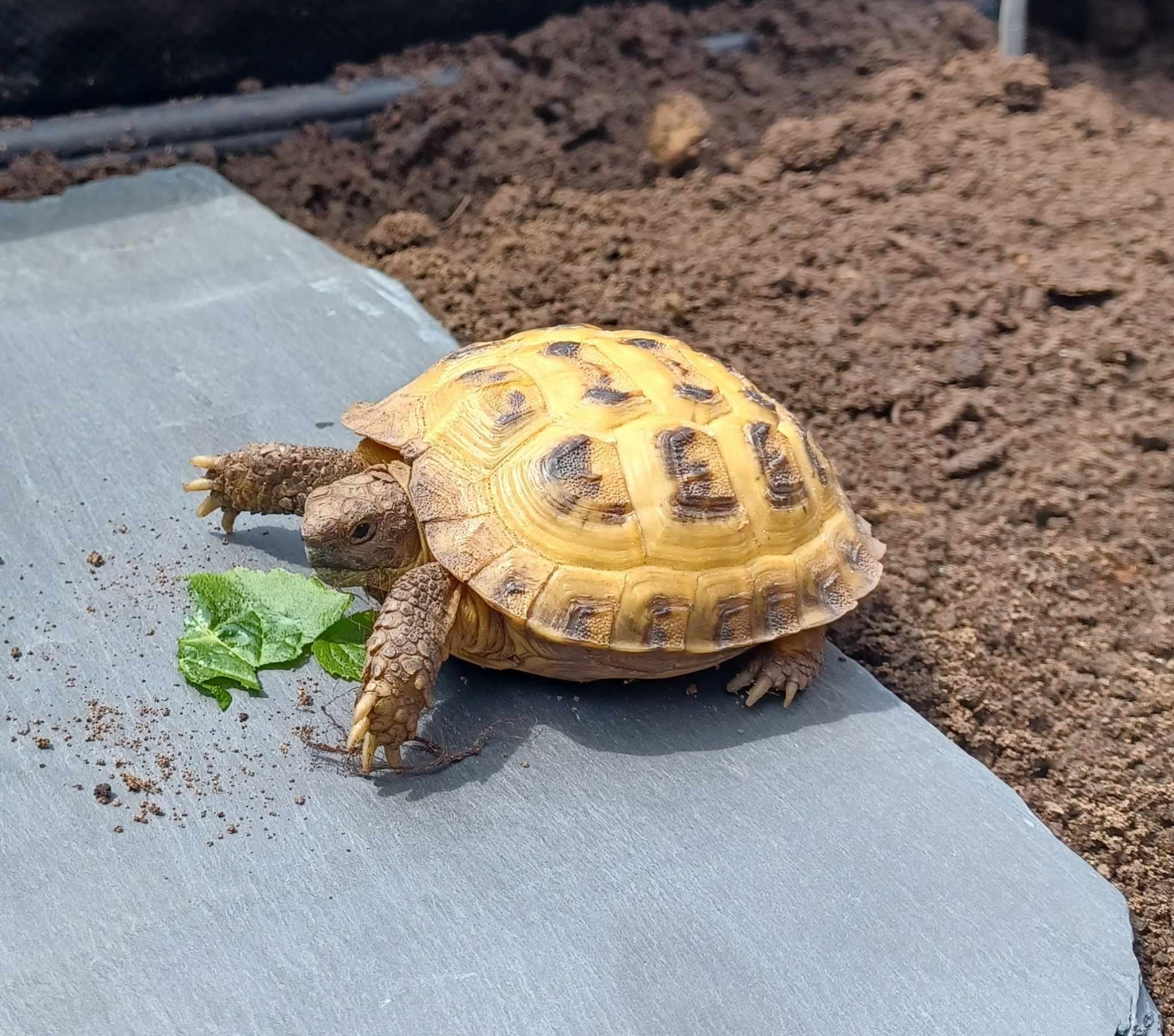 Tortoises Available For Rehoming - Tortoise Protection Group