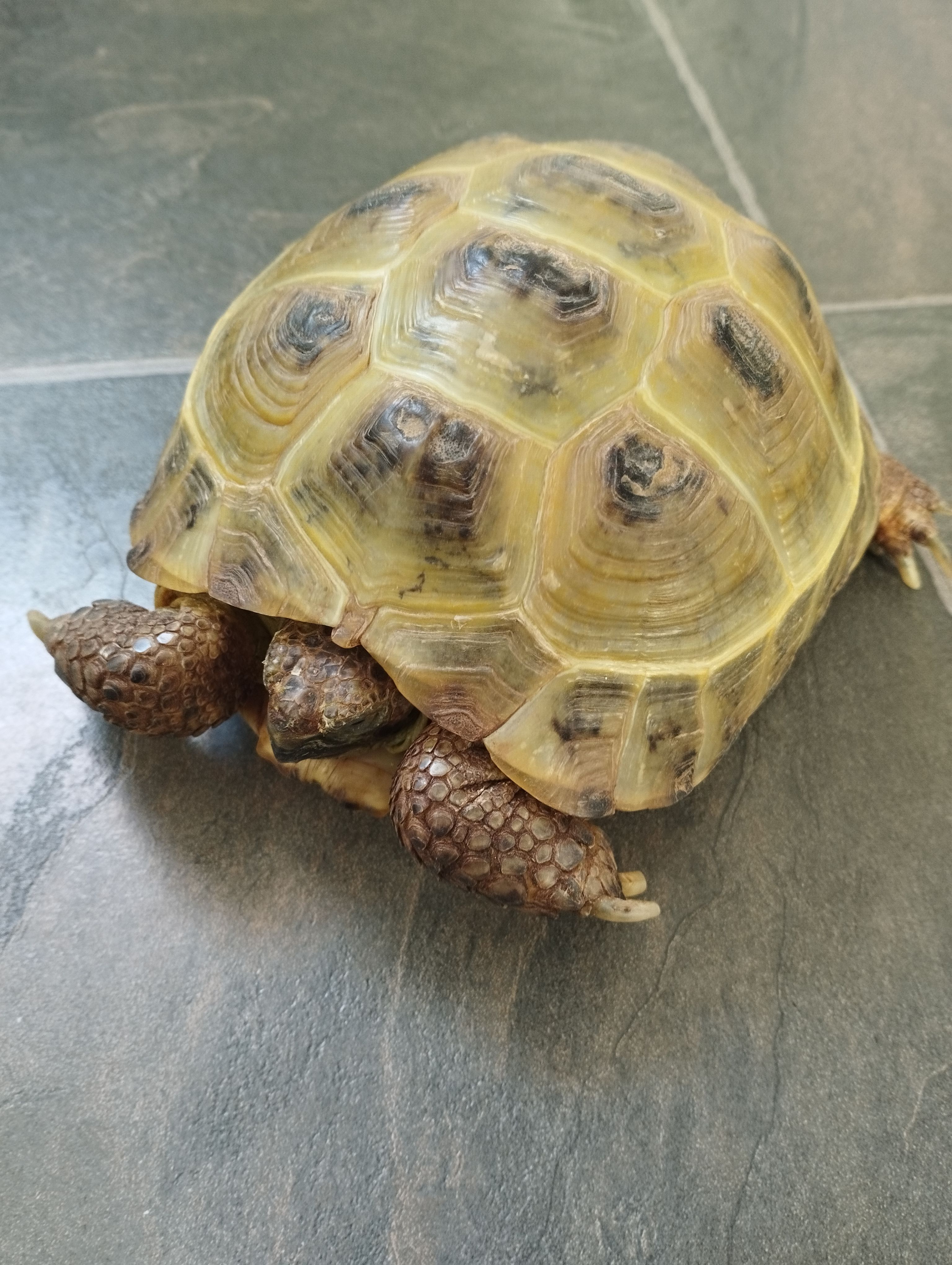 Tortoises Available For Rehoming - Tortoise Protection Group