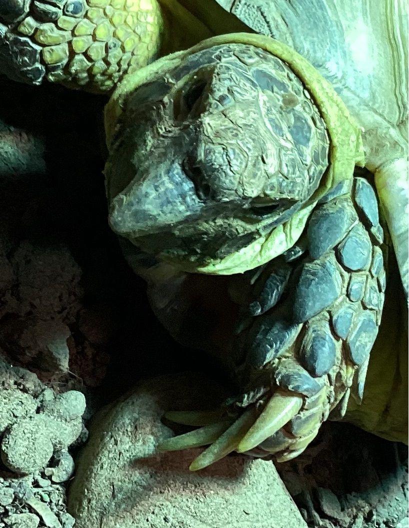 Tortoises Available For Rehoming - Tortoise Protection Group