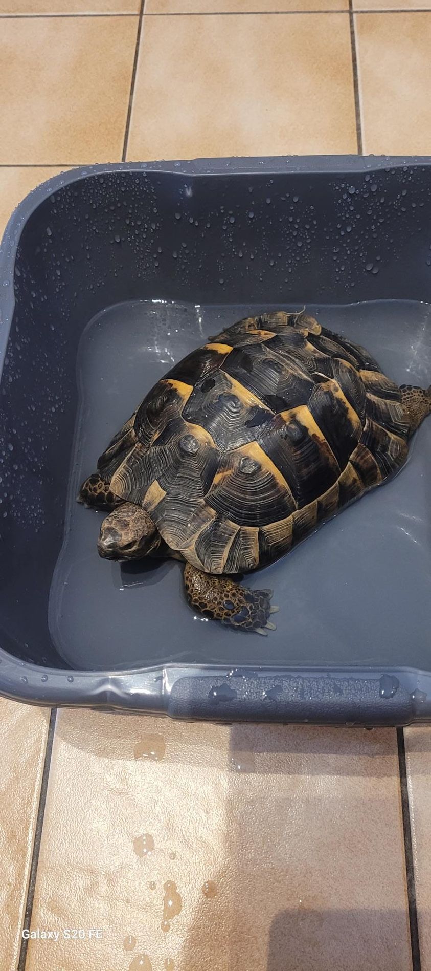 Tortoises Available For Rehoming - Tortoise Protection Group