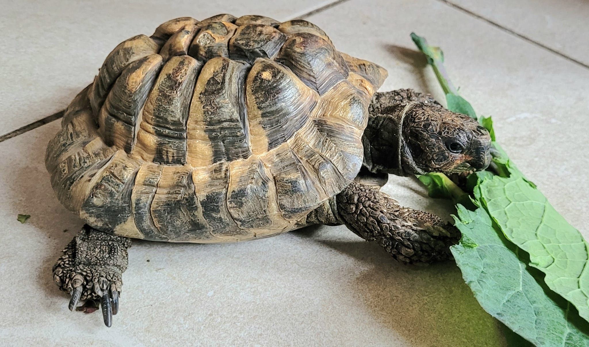 Tortoises Available For Rehoming - Tortoise Protection Group