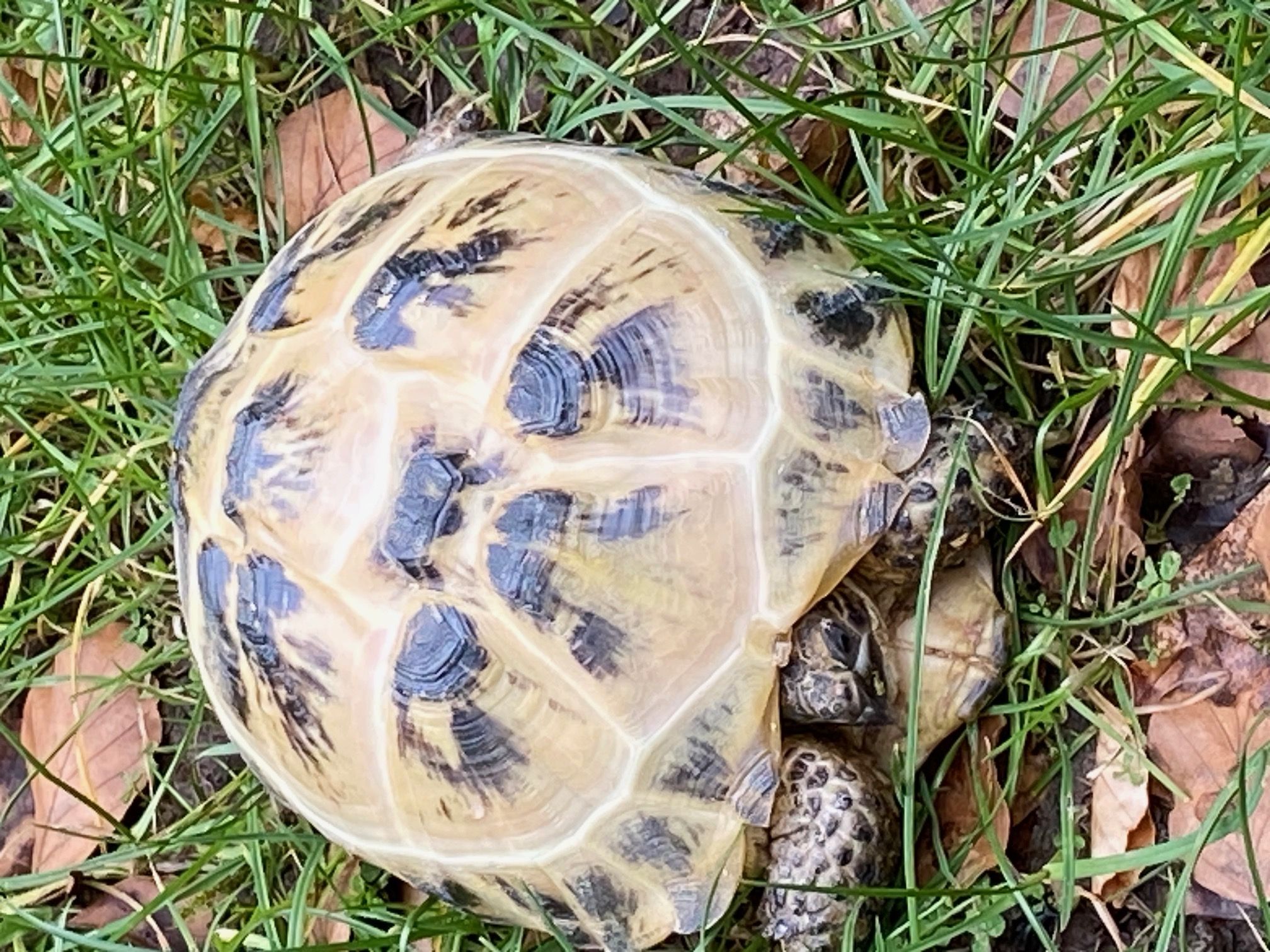Tortoises Available For Rehoming - Tortoise Protection Group
