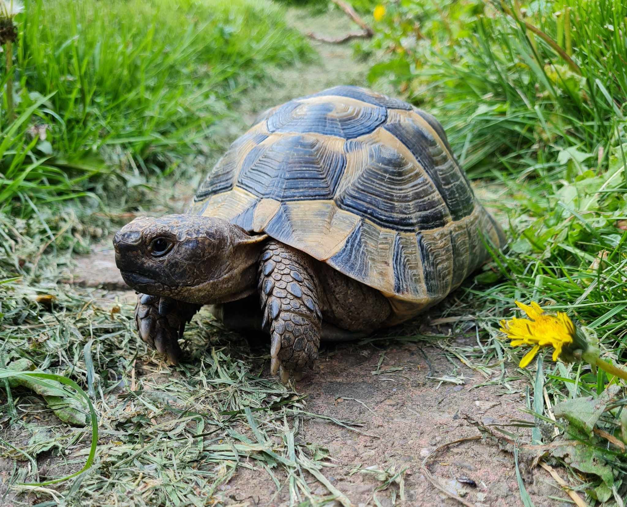 Tortoises Available For Rehoming - Tortoise Protection Group