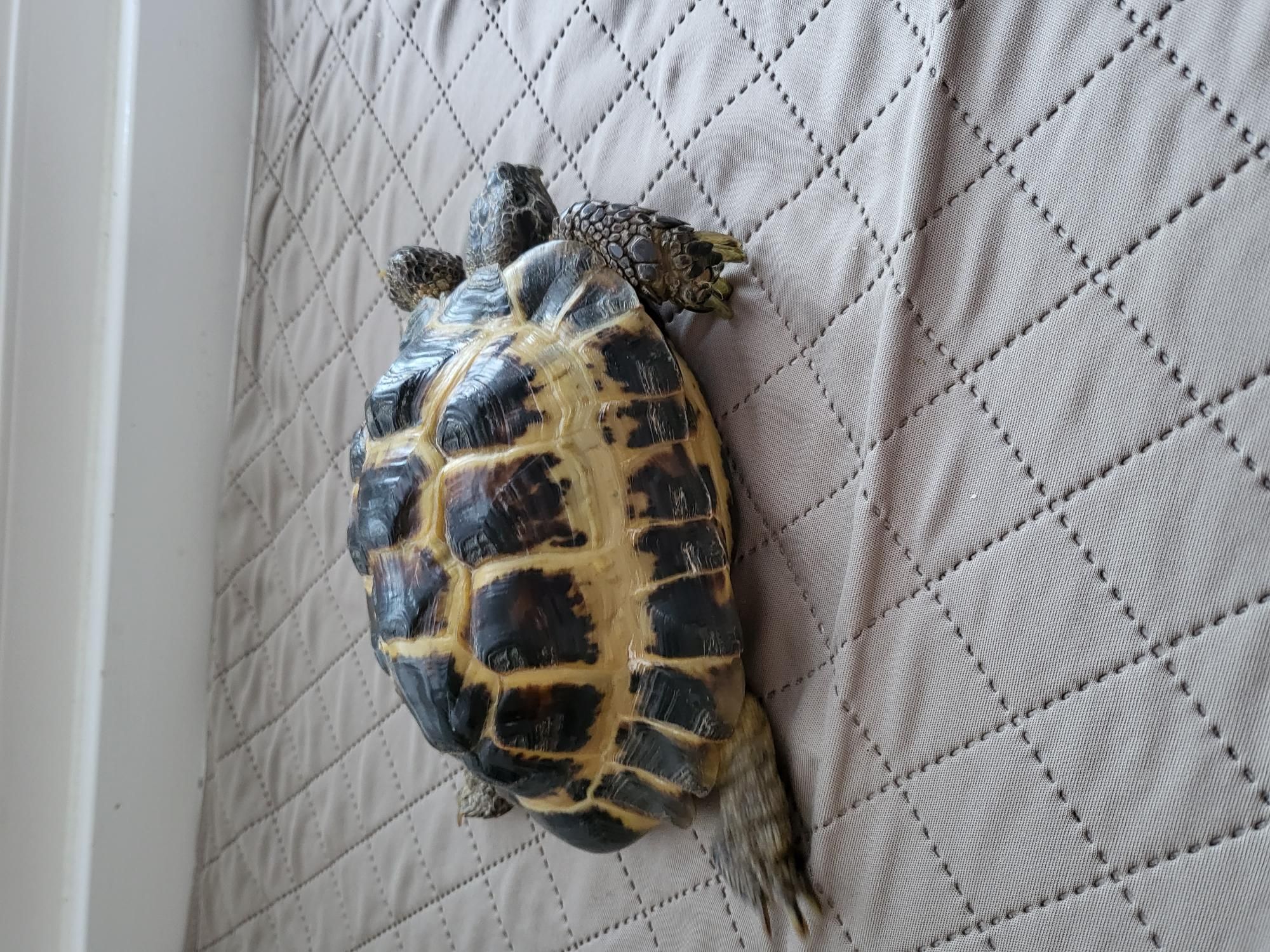 Tortoises Available For Rehoming - Tortoise Protection Group