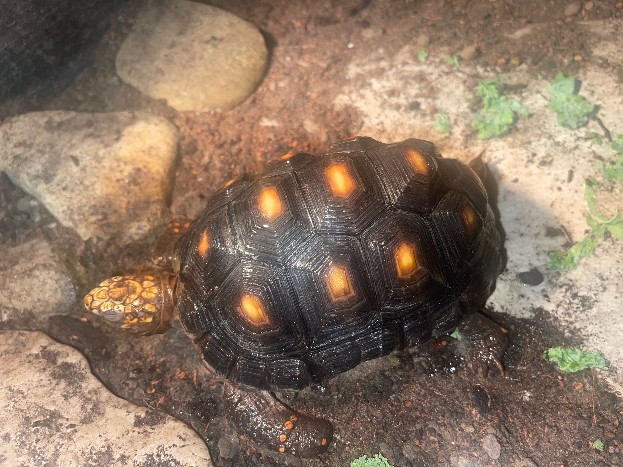 Tortoises Available For Rehoming - Tortoise Protection Group