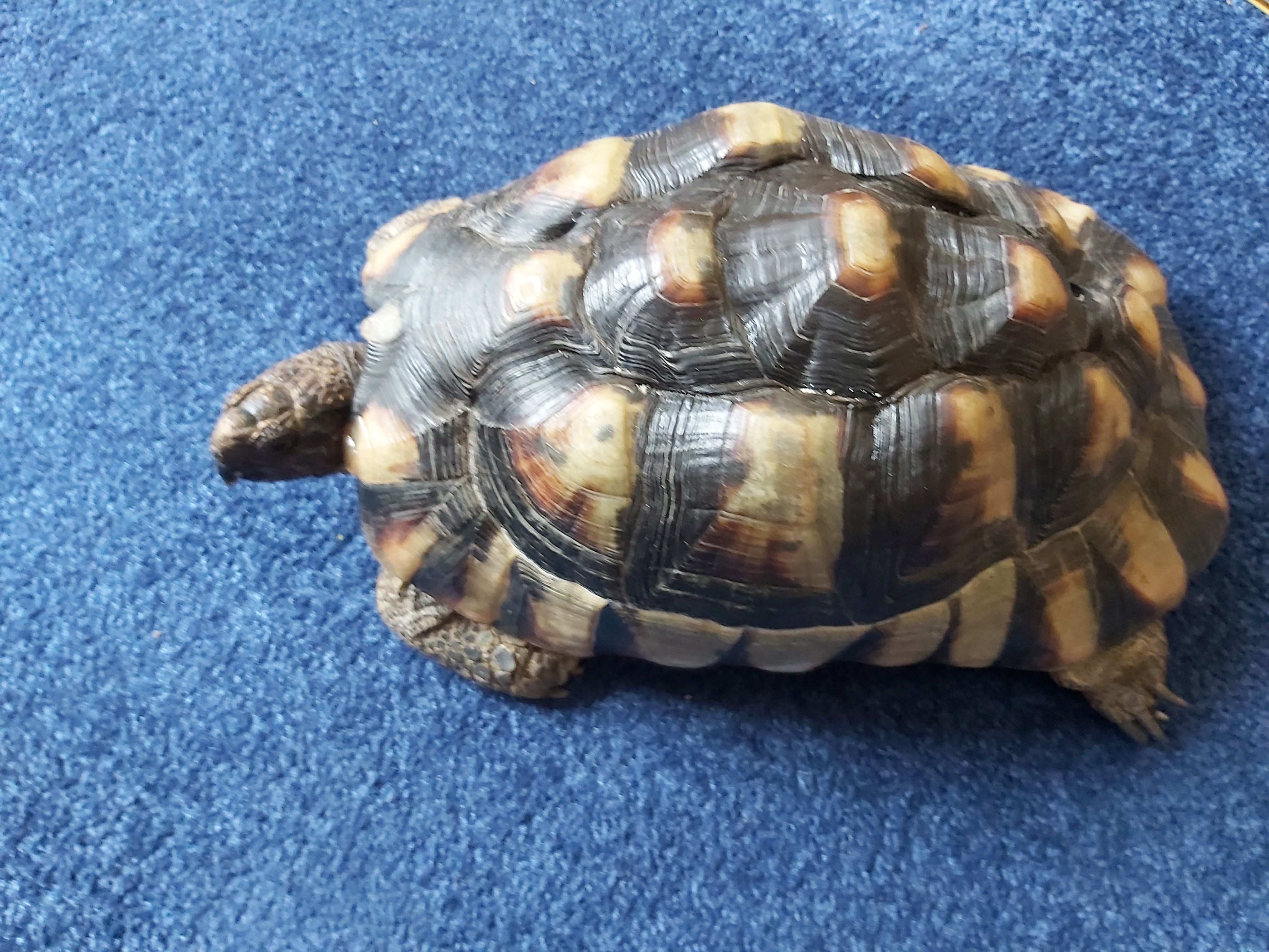 Tortoises Available For Rehoming - Tortoise Protection Group