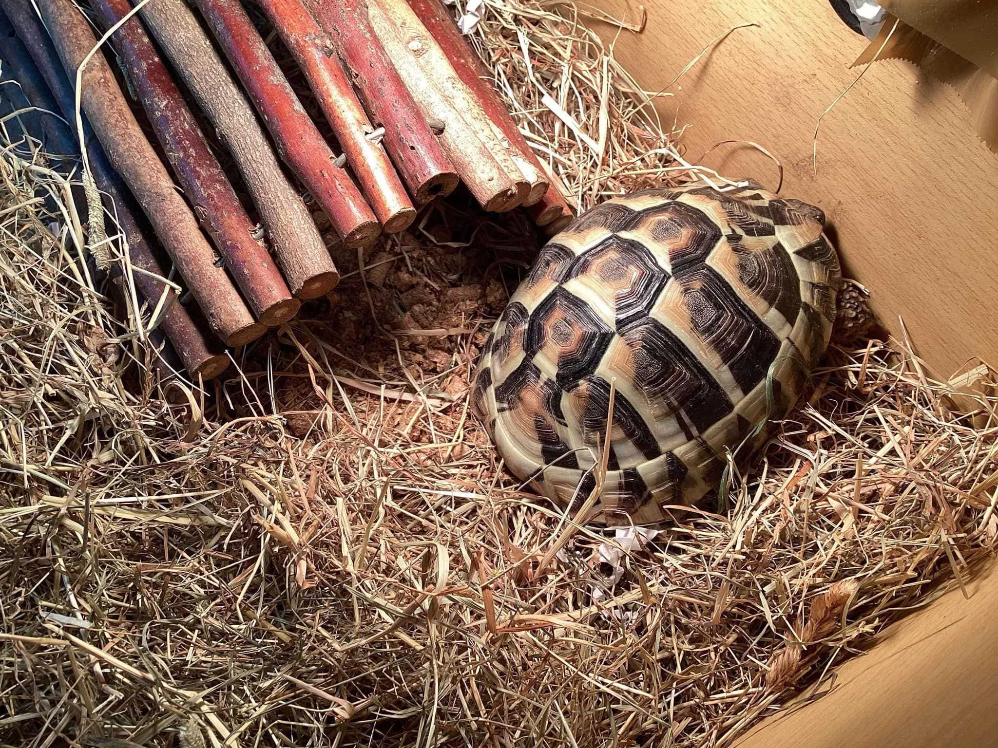 Tortoises Available For Rehoming - Tortoise Protection Group