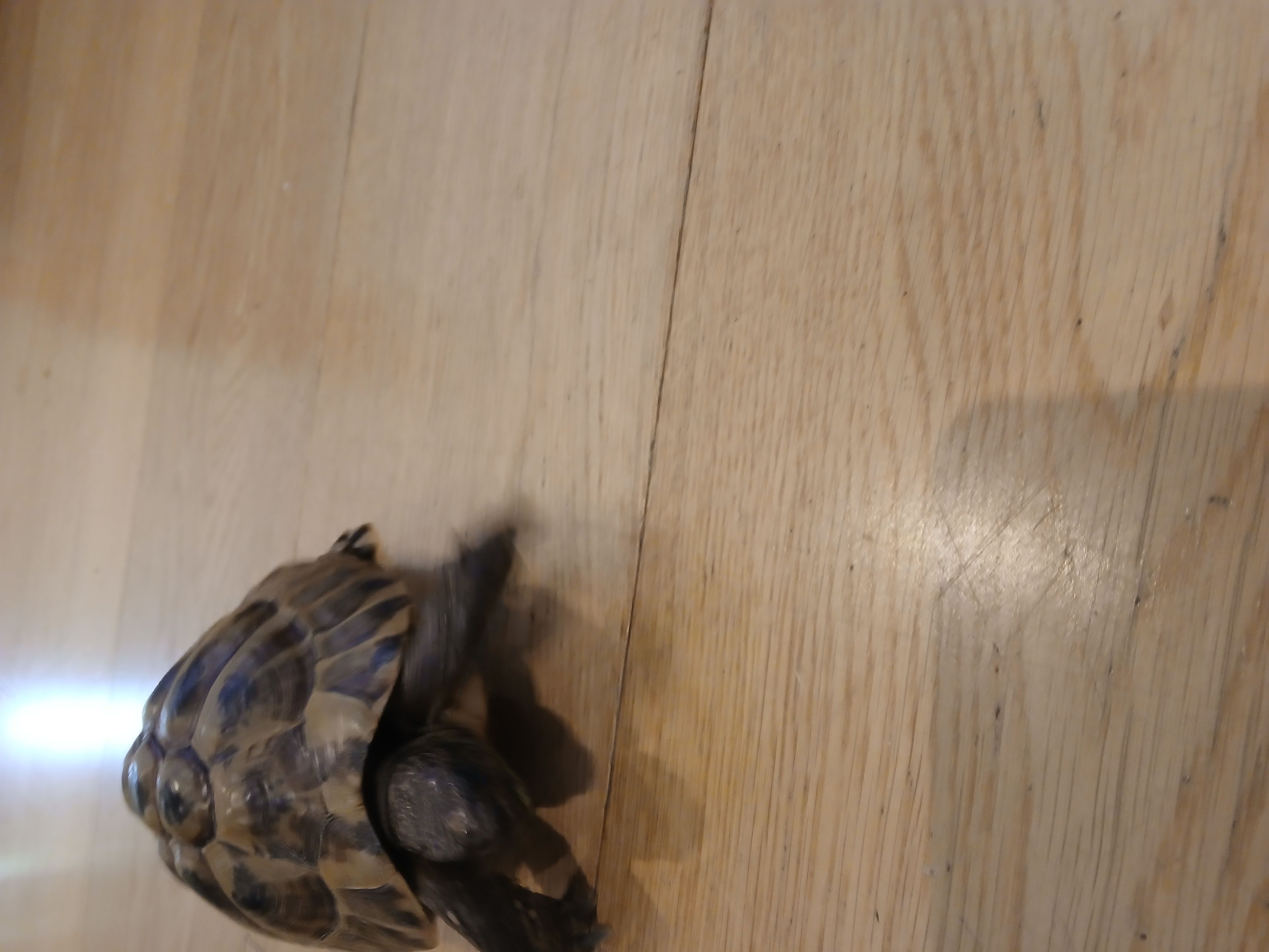 Tortoises Available For Rehoming - Tortoise Protection Group