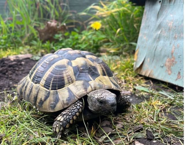 Tortoises Available For Rehoming - Tortoise Protection Group