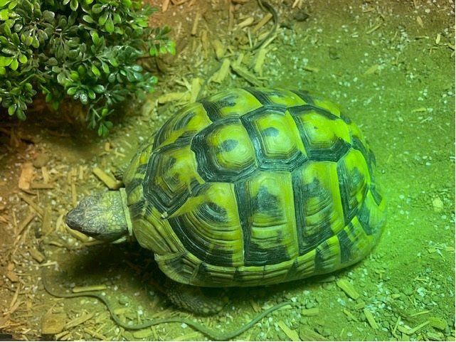 Tortoises Available For Rehoming - Tortoise Protection Group