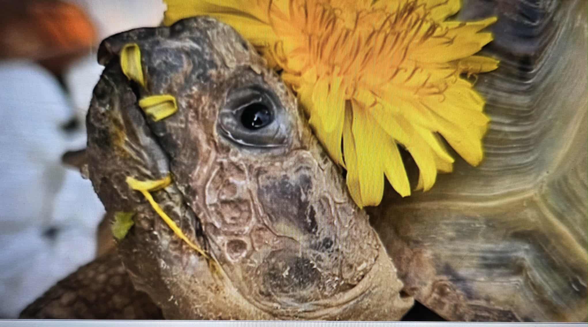 Tortoises Available For Rehoming - Tortoise Protection Group