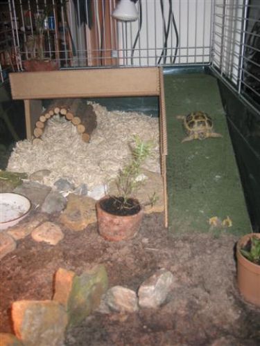 Tortoise Protection Group Members Forum - Tortoise Protection Group