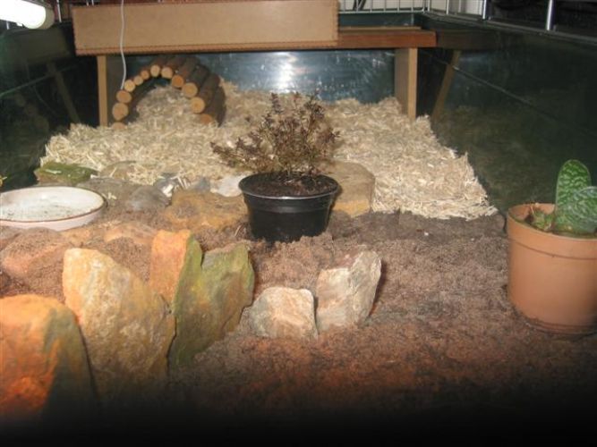 Tortoise Protection Group Members Forum - Tortoise Protection Group