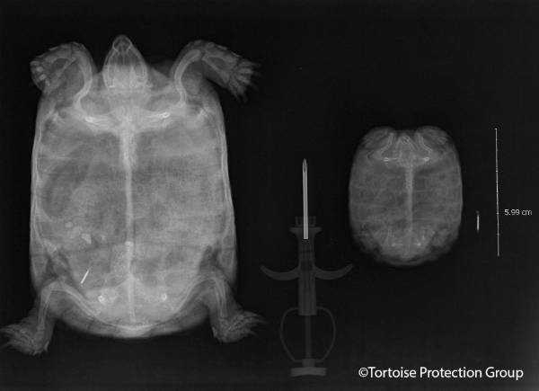 TPG Microchipping Petition - Tortoise Protection Group