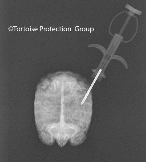 TPG Microchipping Petition - Tortoise Protection Group